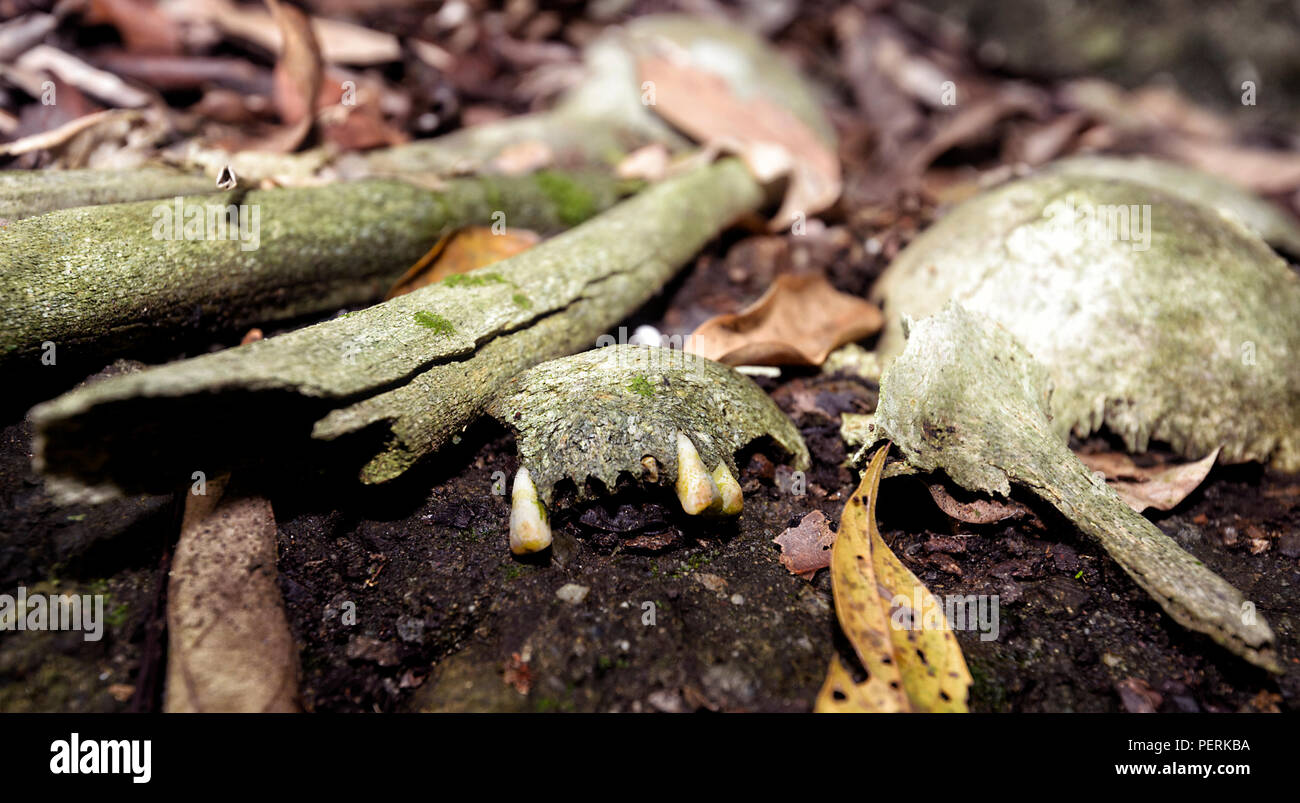 Skeletal remains hi-res stock photography and images - Alamy