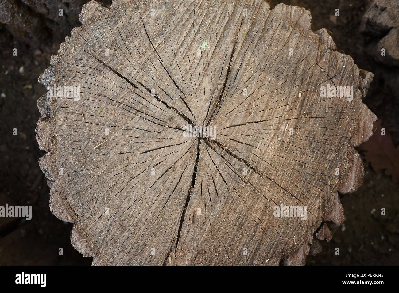 Wooden log hi-res stock photography and images - Alamy