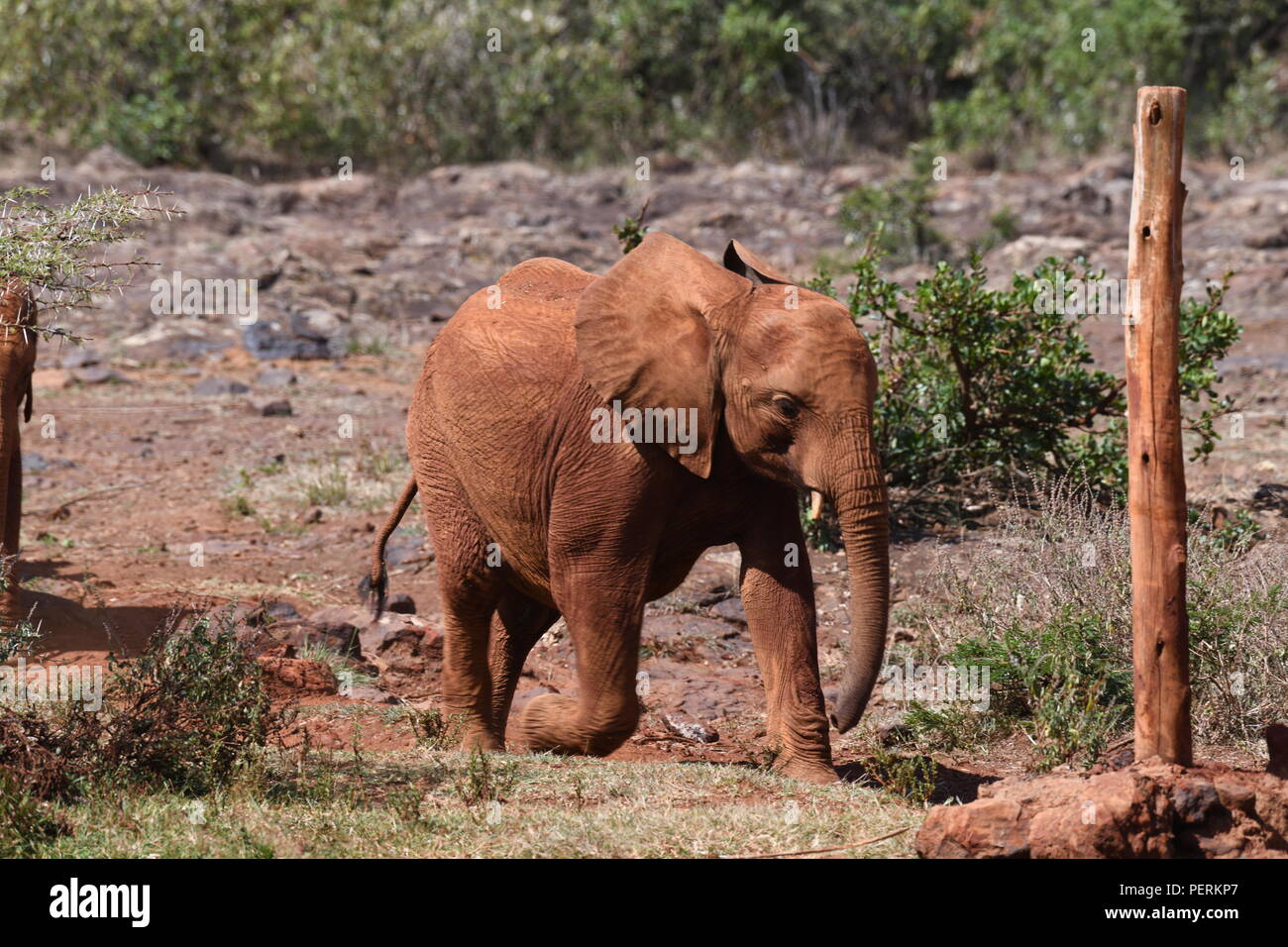 The David Sheldrick Wildlife Trust Orphaned Elephant Sanctuary, Nairobi ...
