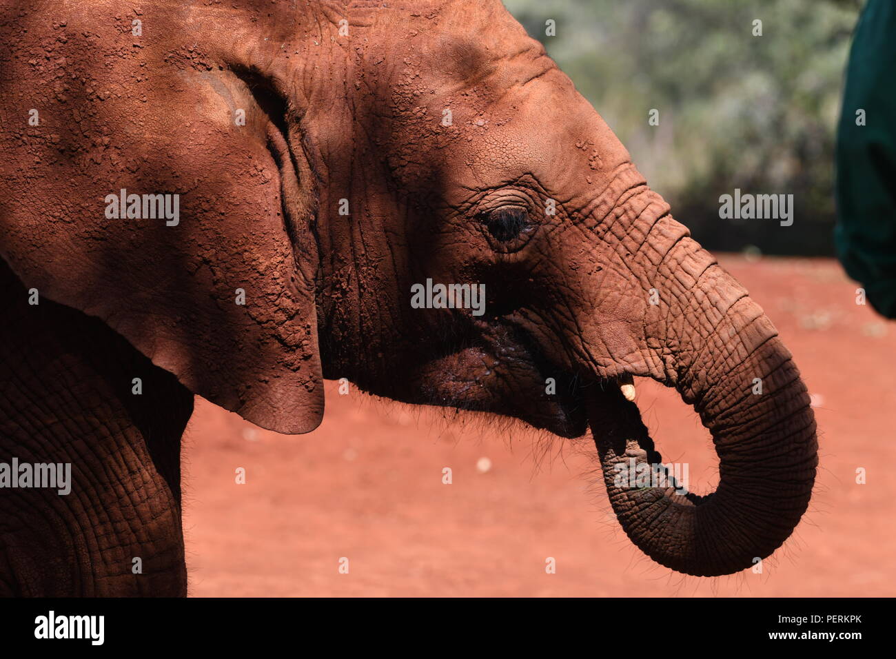 The David Sheldrick Wildlife Trust Orphaned Elephant Sanctuary, Nairobi ...