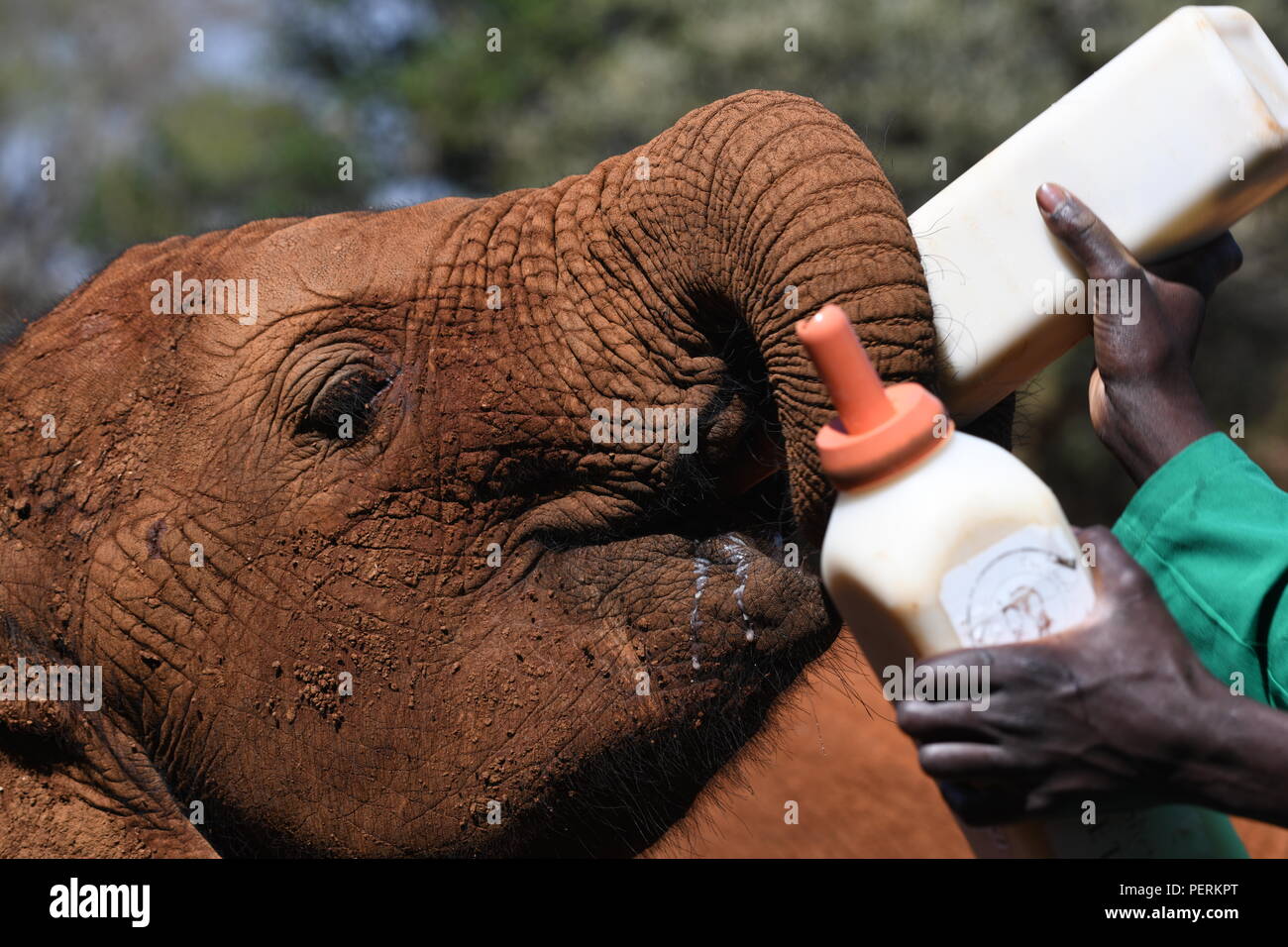 The David Sheldrick Wildlife Trust Orphaned Elephant Sanctuary, Nairobi ...