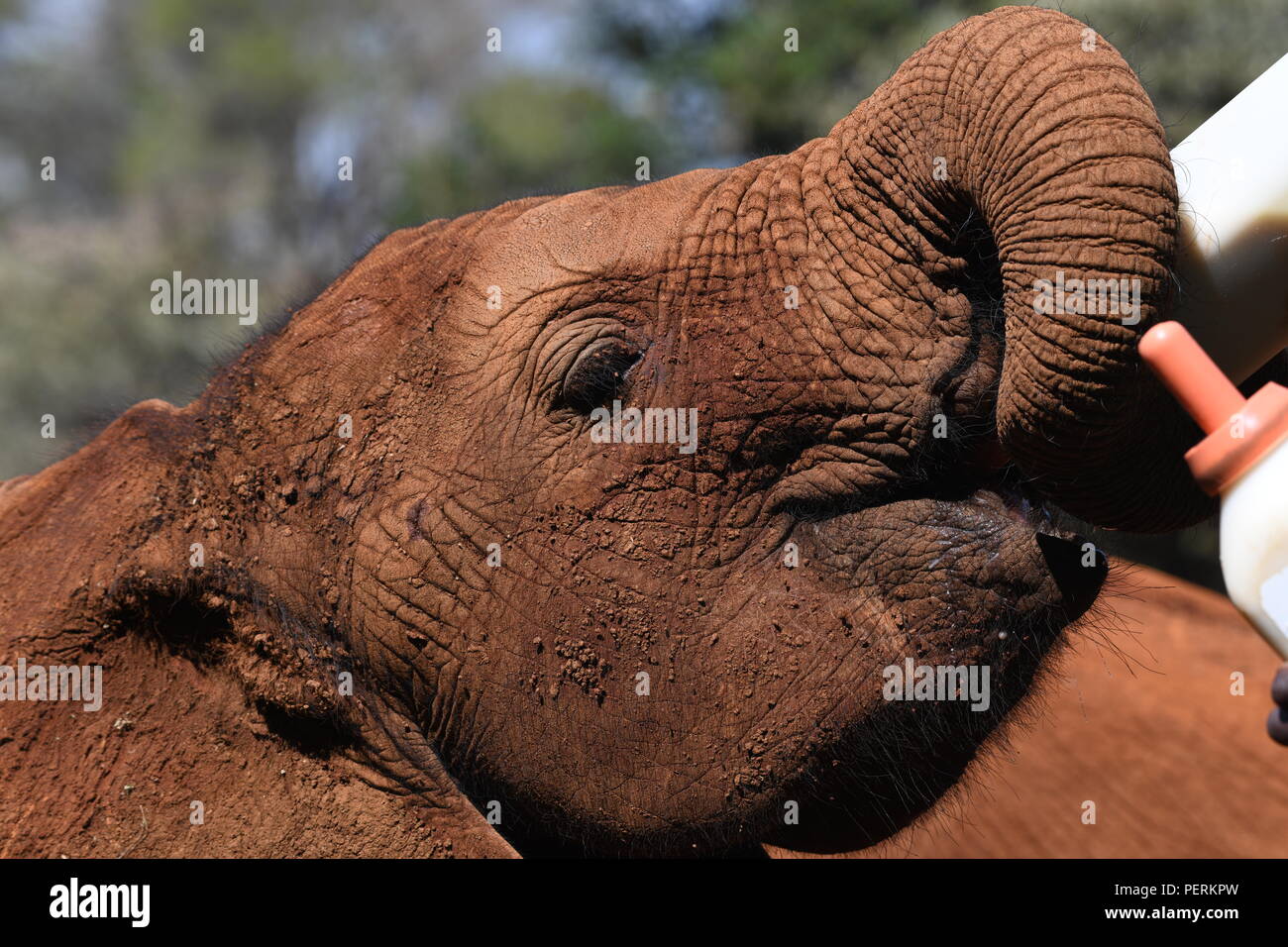 The David Sheldrick Wildlife Trust Orphaned Elephant Sanctuary, Nairobi ...