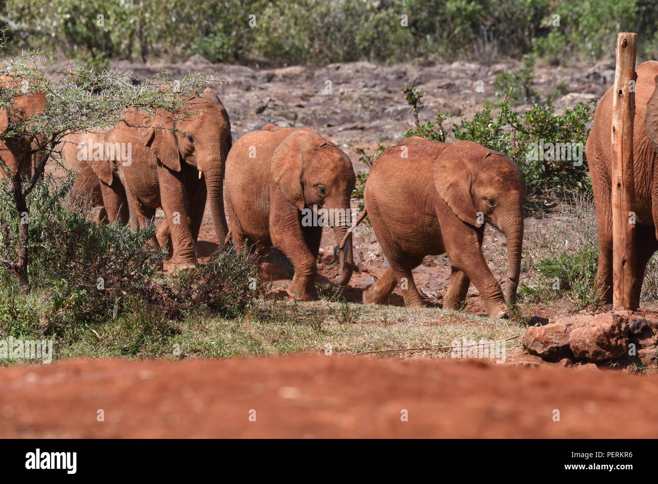 The David Sheldrick Wildlife Trust Orphaned Elephant Sanctuary, Nairobi ...
