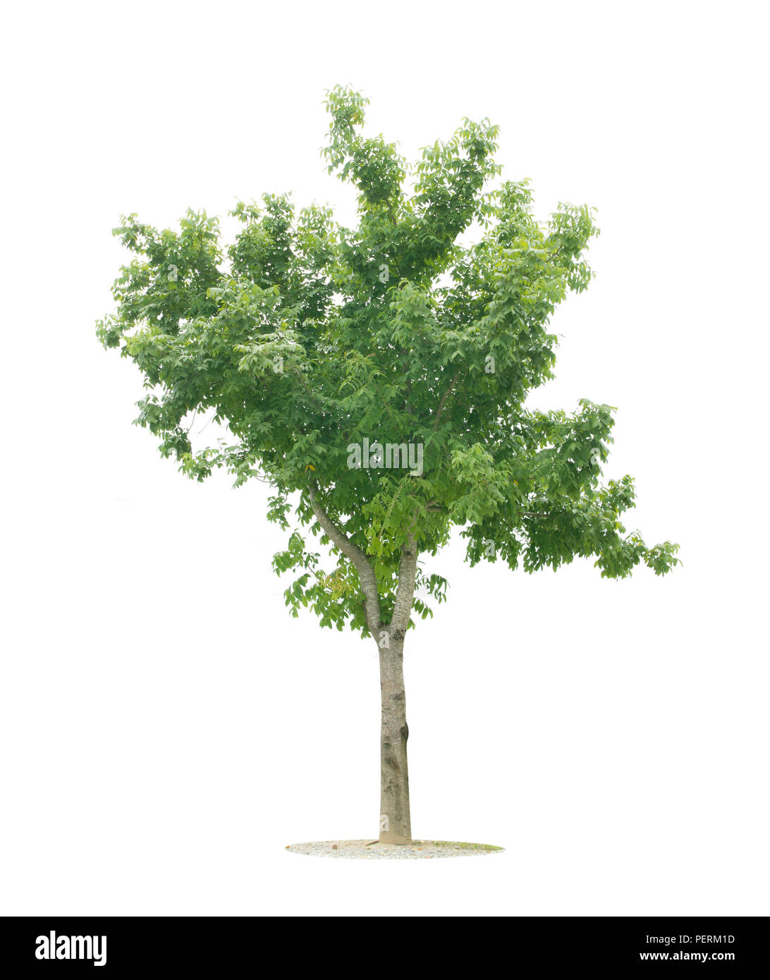 Trees greenery background Cut Out Stock Images & Pictures - Alamy