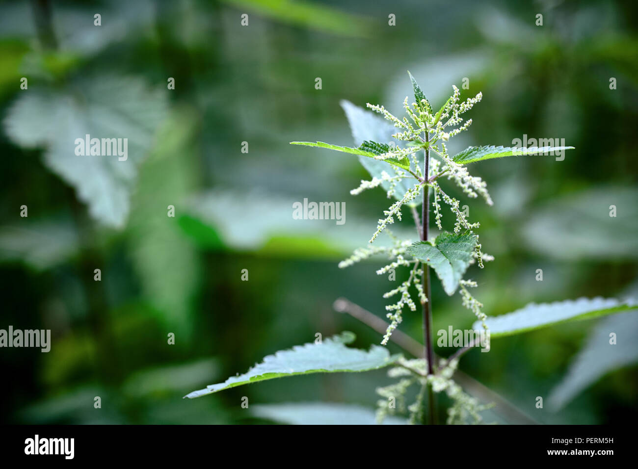 Green Stinging Nettle High Resolution Stock Photography and Images - Alamy