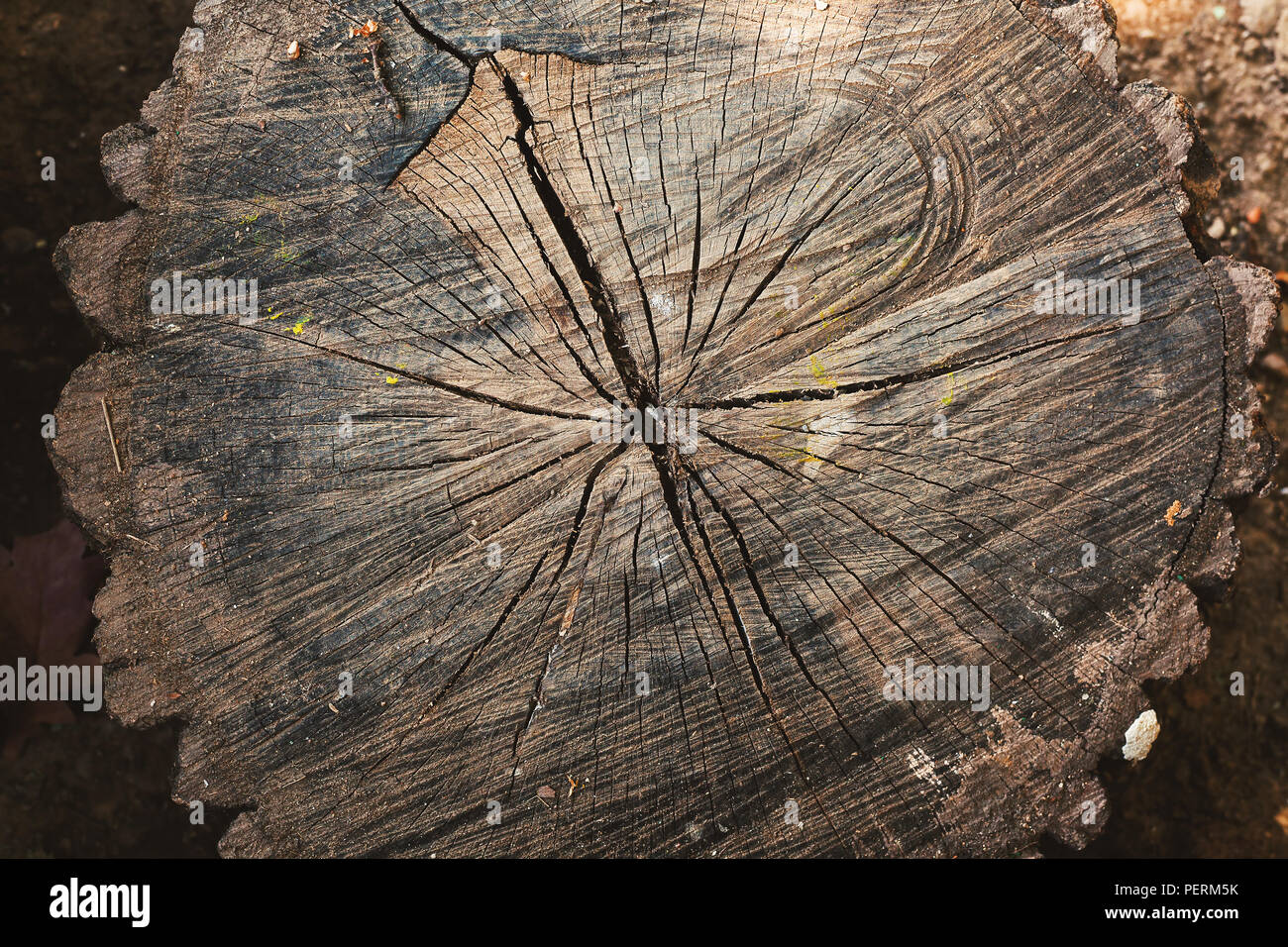 Wooden log hi-res stock photography and images - Alamy
