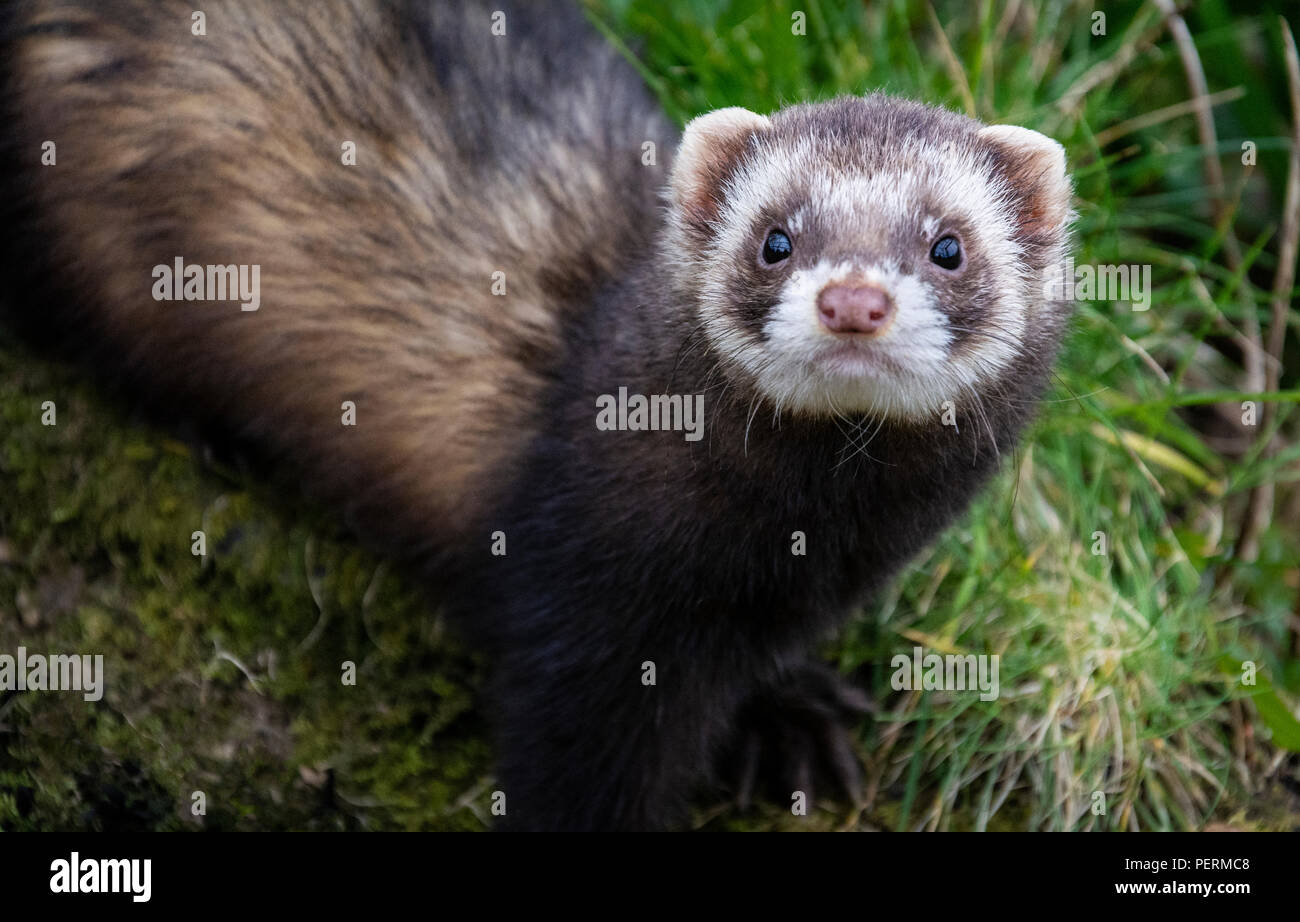 Polecat animal hi-res stock photography and images - Alamy