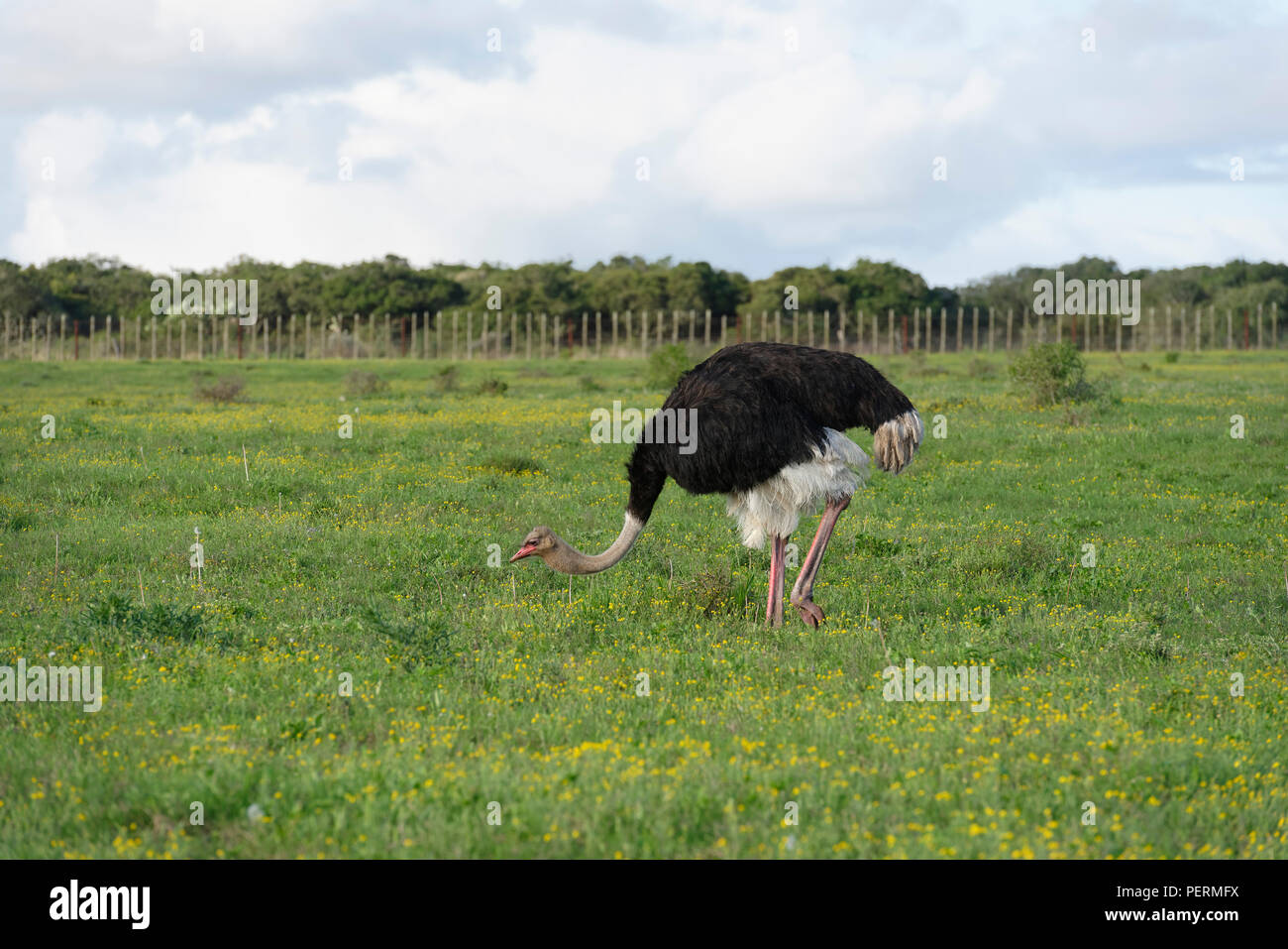 Common Ostridge in Addo Elephant National Park, South Africa Stock ...