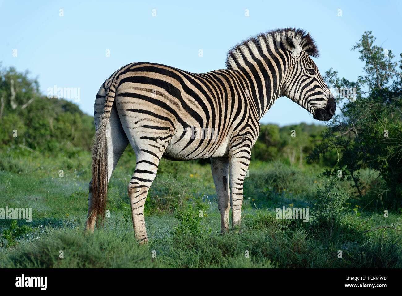 Elephant zebra stripes hi-res stock photography and images - Alamy