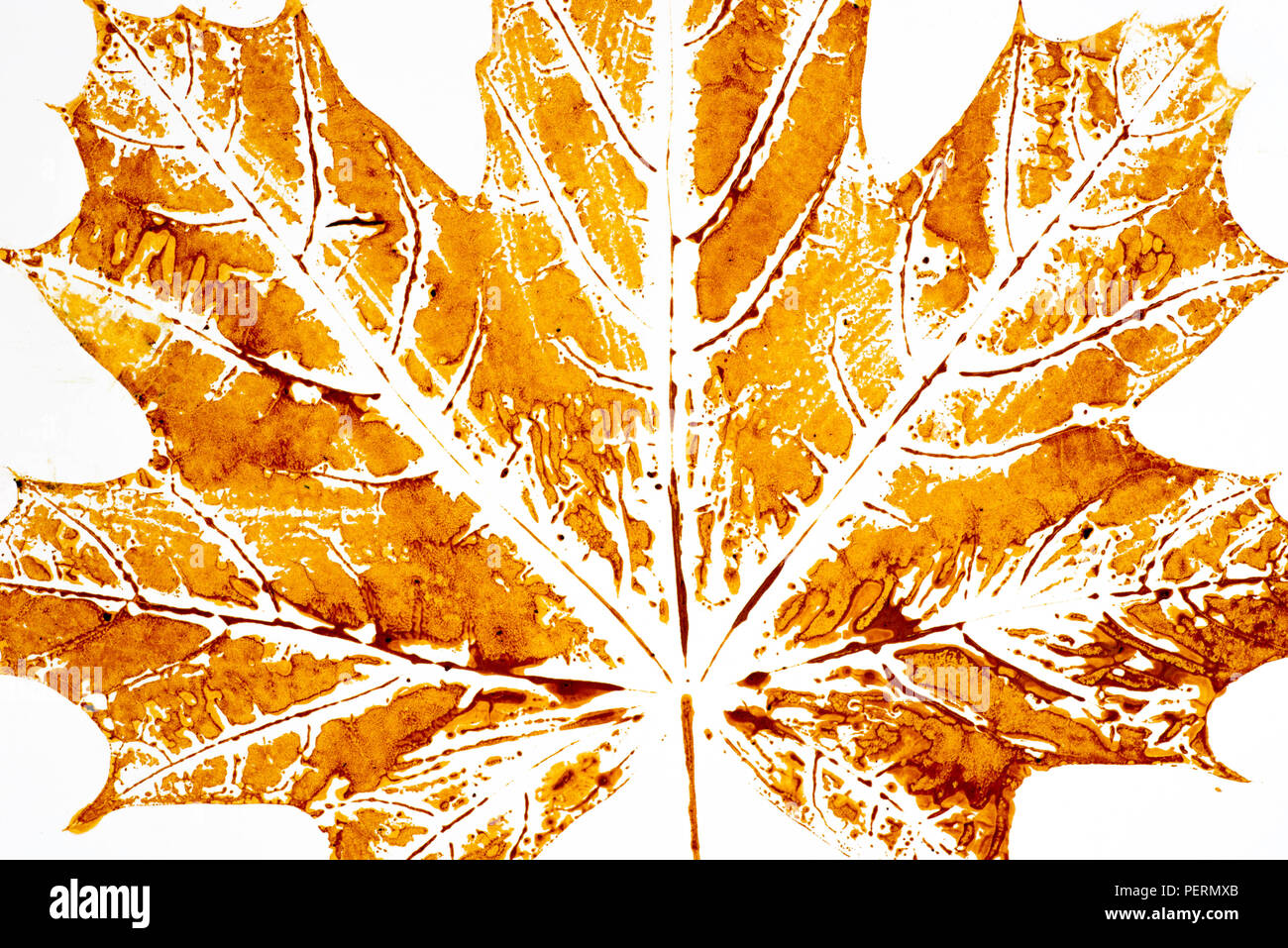fall leaf print on white paper Stock Photo - Alamy