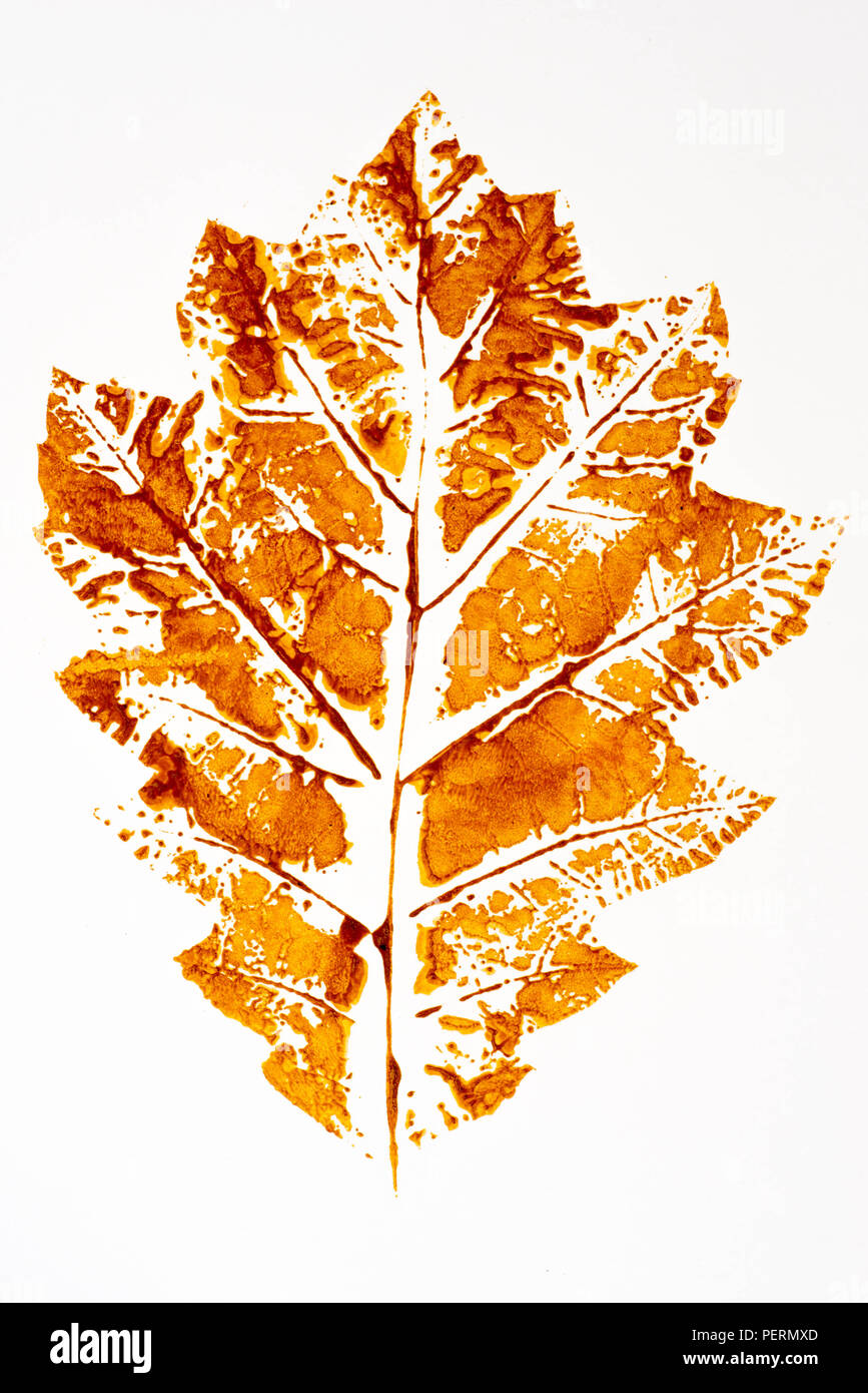 fall leaf print on white paper Stock Photo - Alamy