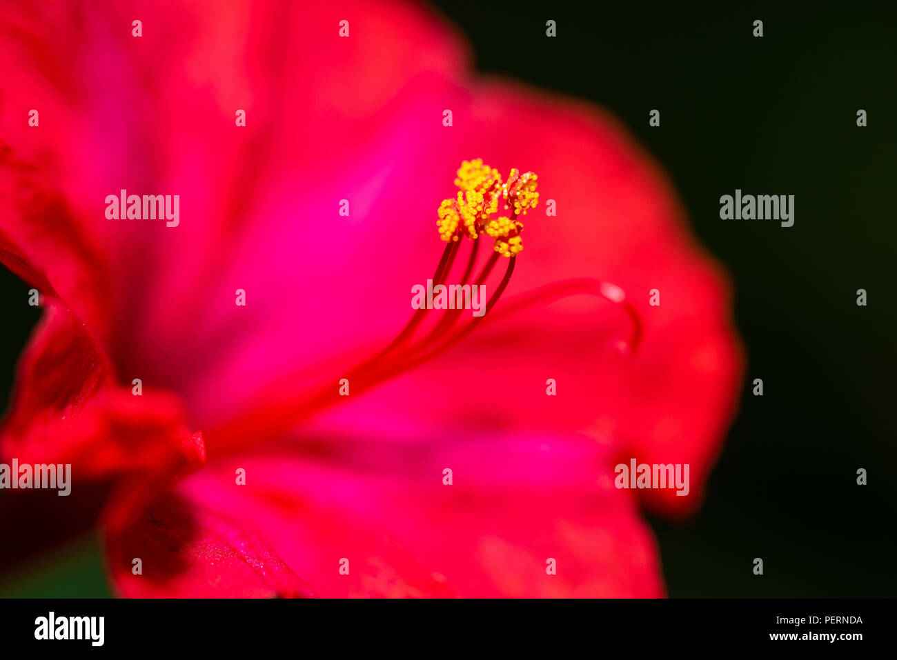 4 o'clock flower hi-res stock photography and images - Alamy