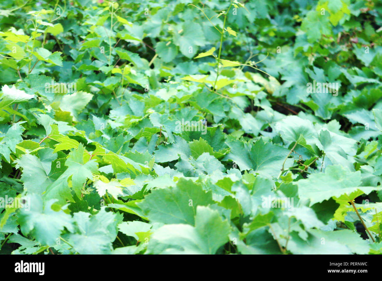 grape tree, grape leaves view from above, flowering vineyard Stock ...