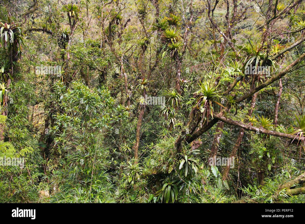 Brazil - jungle in Parana region. Rainforest nature Stock Photo - Alamy