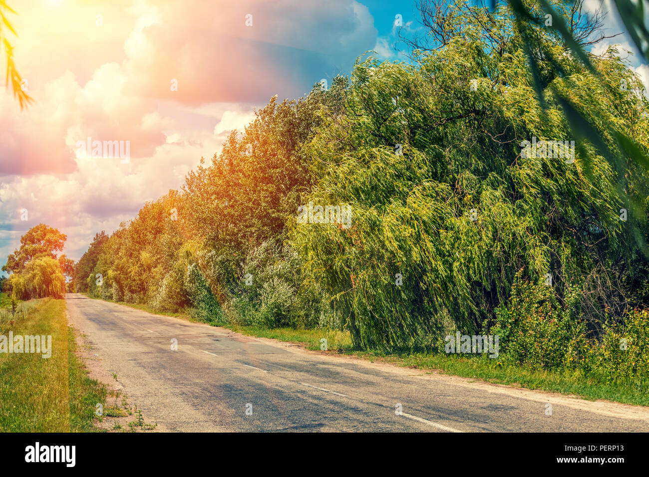 Rural landscape, country road with trees on the roadside in summer and ...