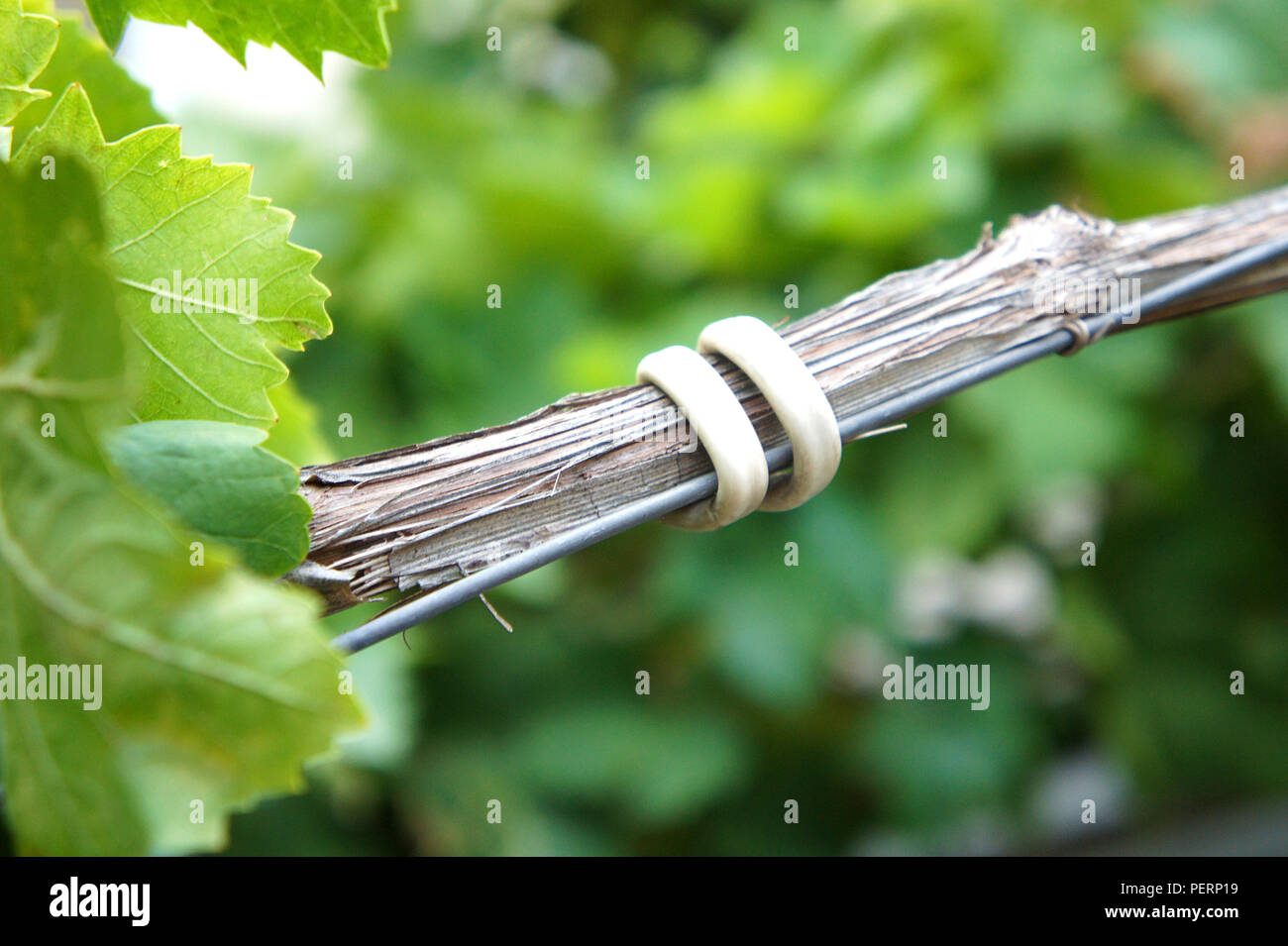Grape vine and branches hi-res stock photography and images - Alamy