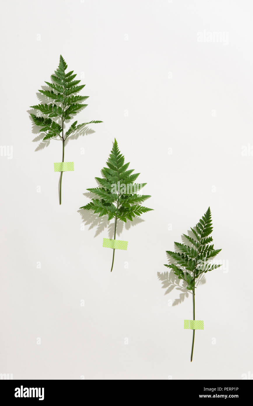 fern branch isolated on white background Stock Photo - Alamy