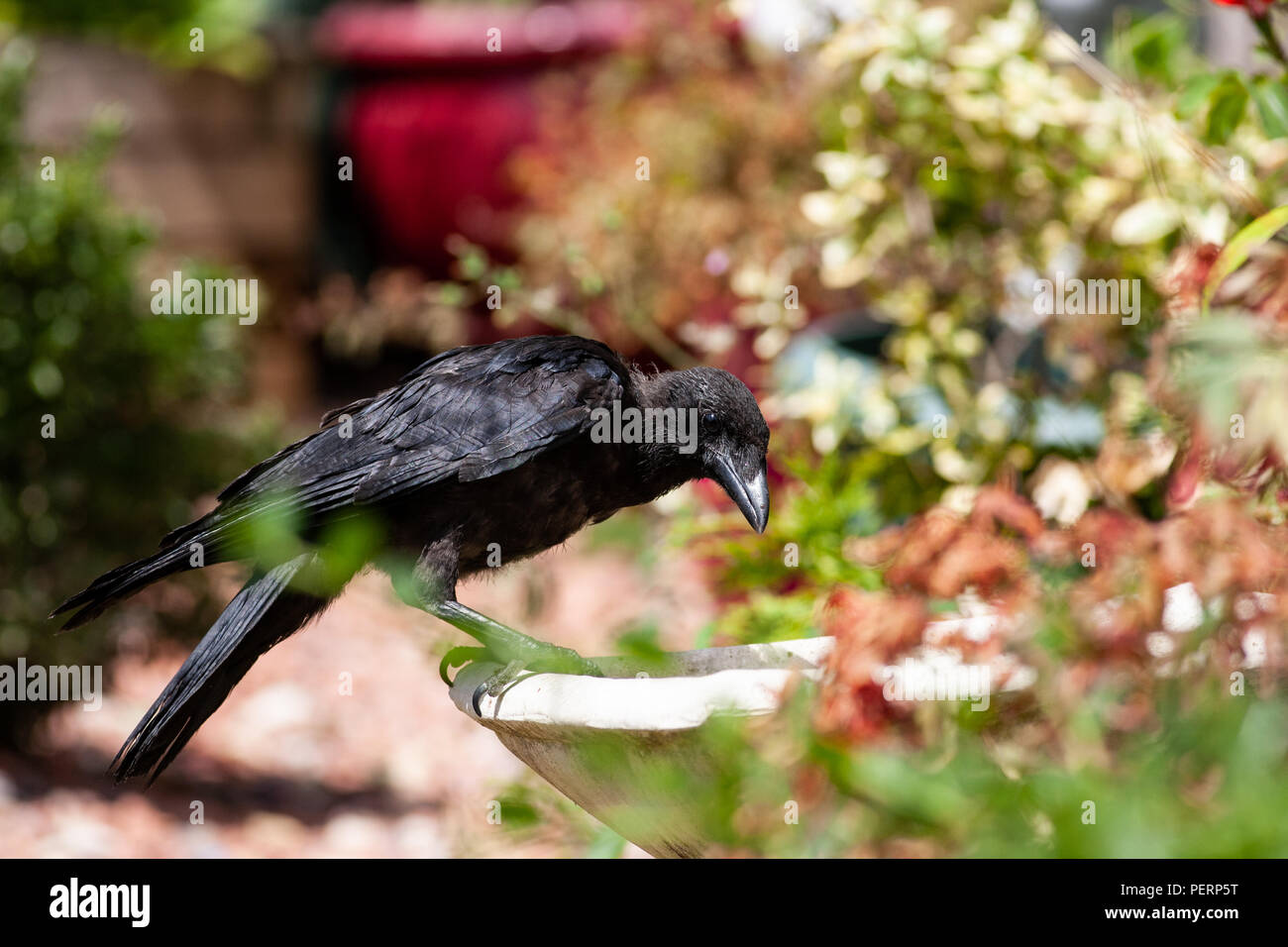 Crow getting a drink Stock Photo - Alamy