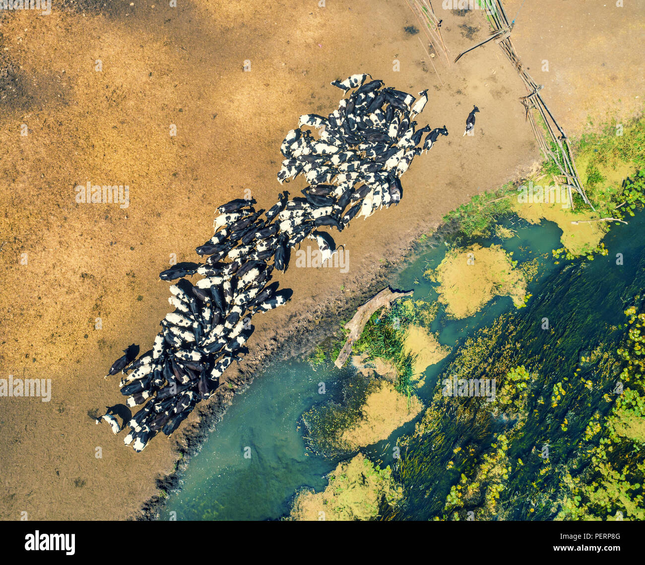 Milk pond hi-res stock photography and images - Alamy