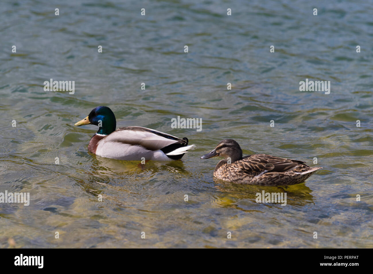 drake with female duck swimming togheter in shallow water Stock Photo ...