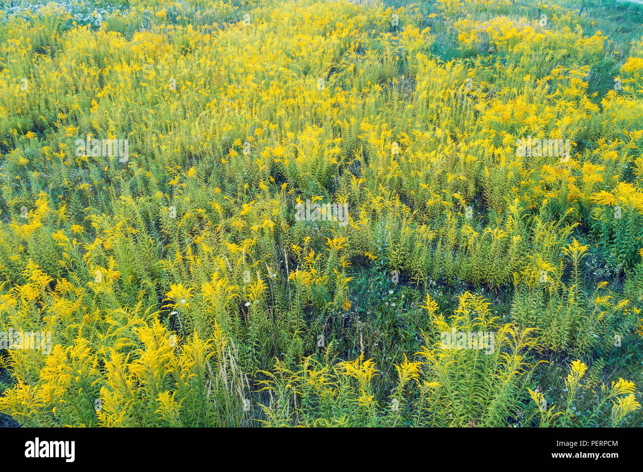 Ragweed field in summer. Natural background Stock Photo - Alamy