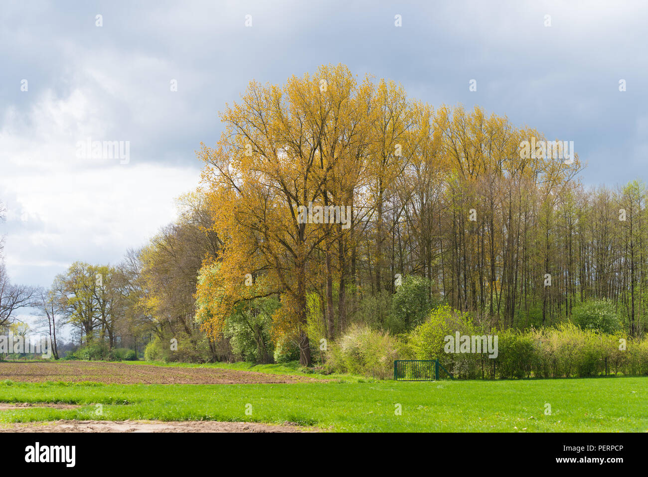 beech trees in an agricultural landscape Stock Photo - Alamy