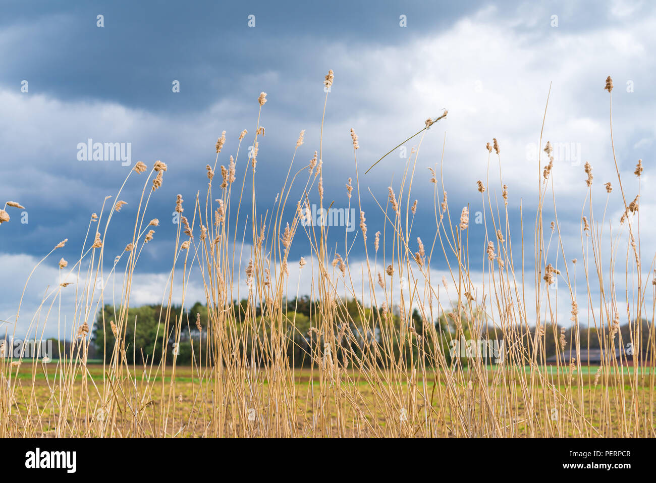 Height reed hi-res stock photography and images - Alamy