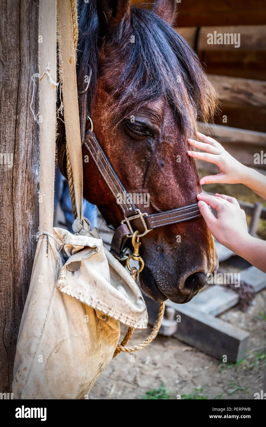 Horse hand pet hi-res stock photography and images - Alamy