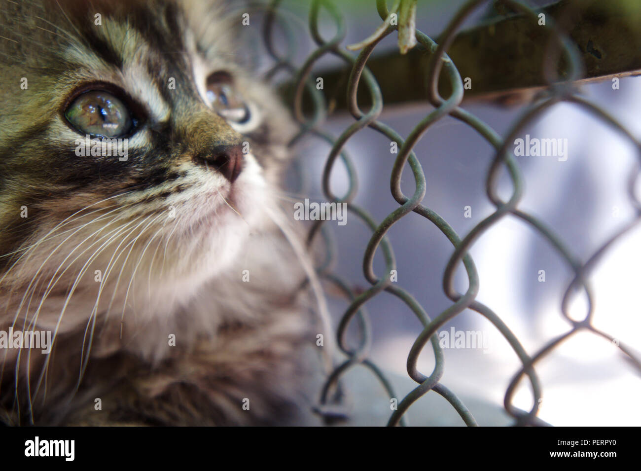 curious cat, little cute kitten close-up looks through the net to the ...