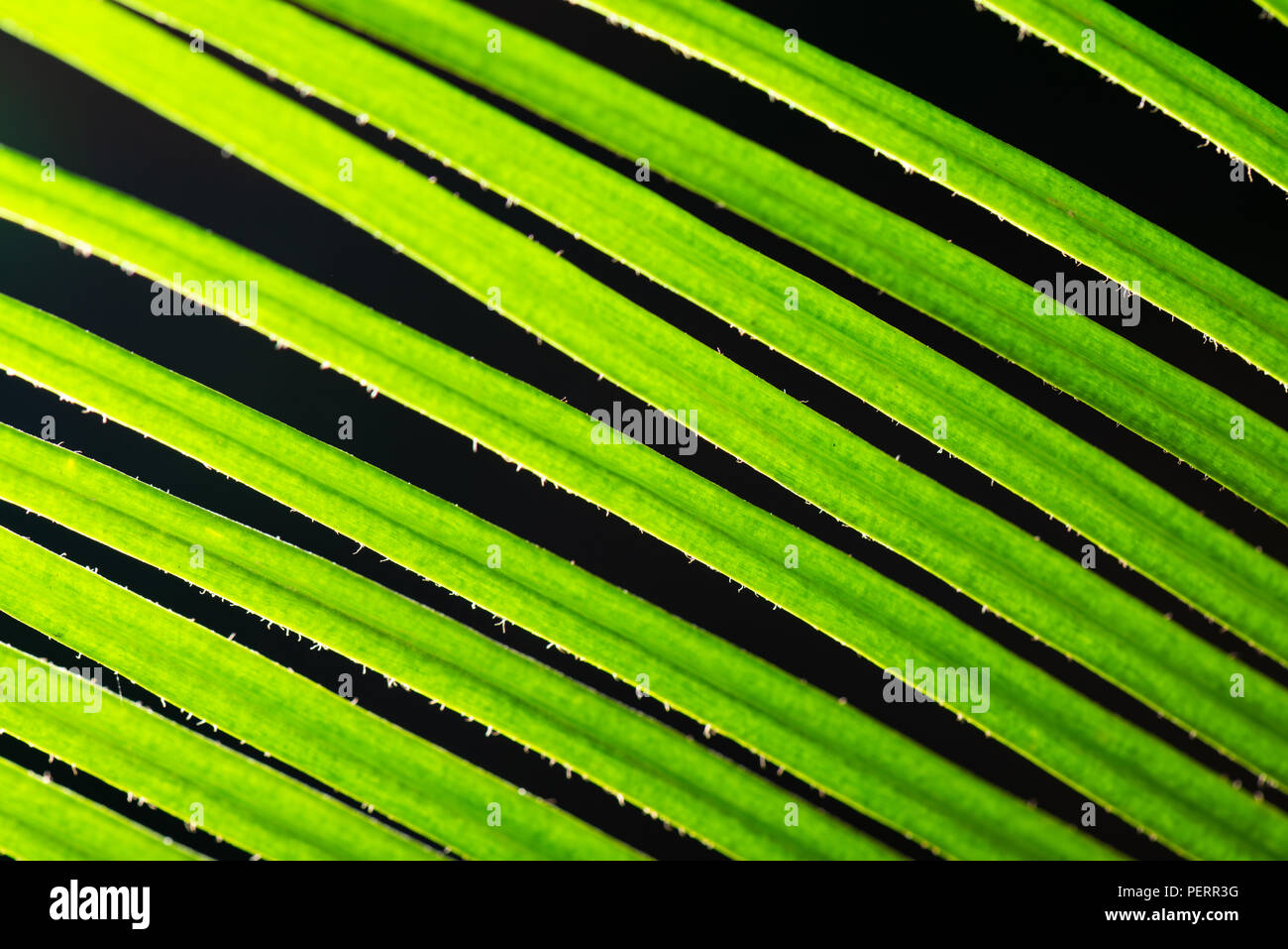 Foliage texture hi-res stock photography and images - Alamy