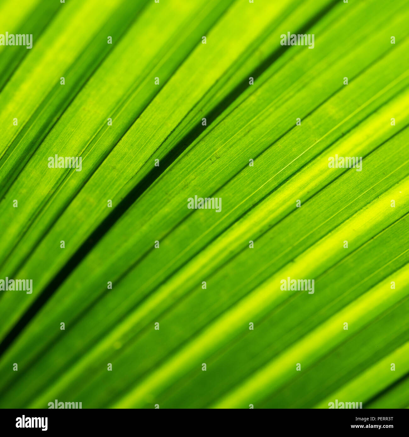 Foliage texture hi-res stock photography and images - Alamy