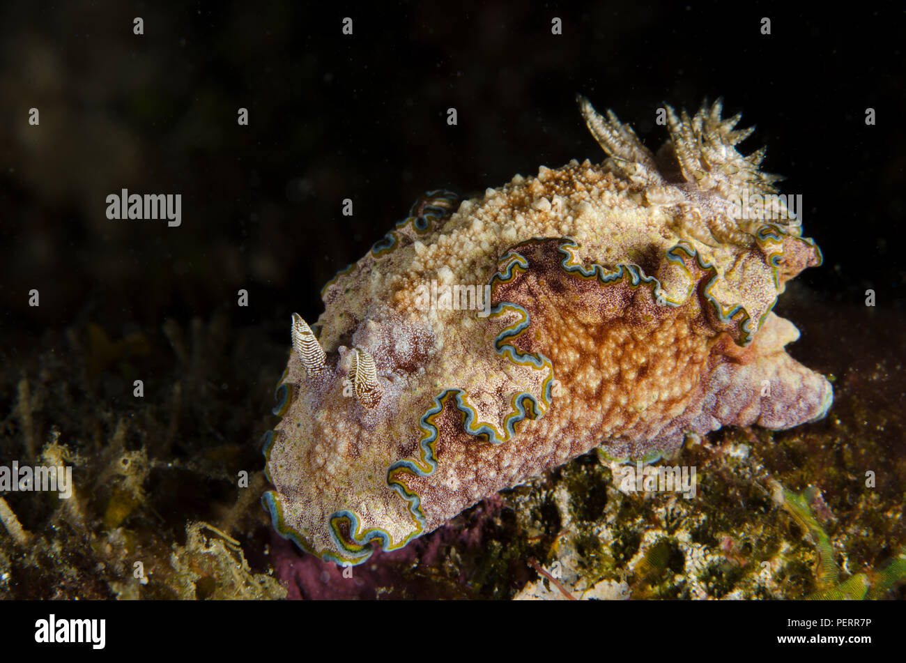 Sea Slug, Glossodoris cincta, Chromodorididae, Anilao, Batangas ...