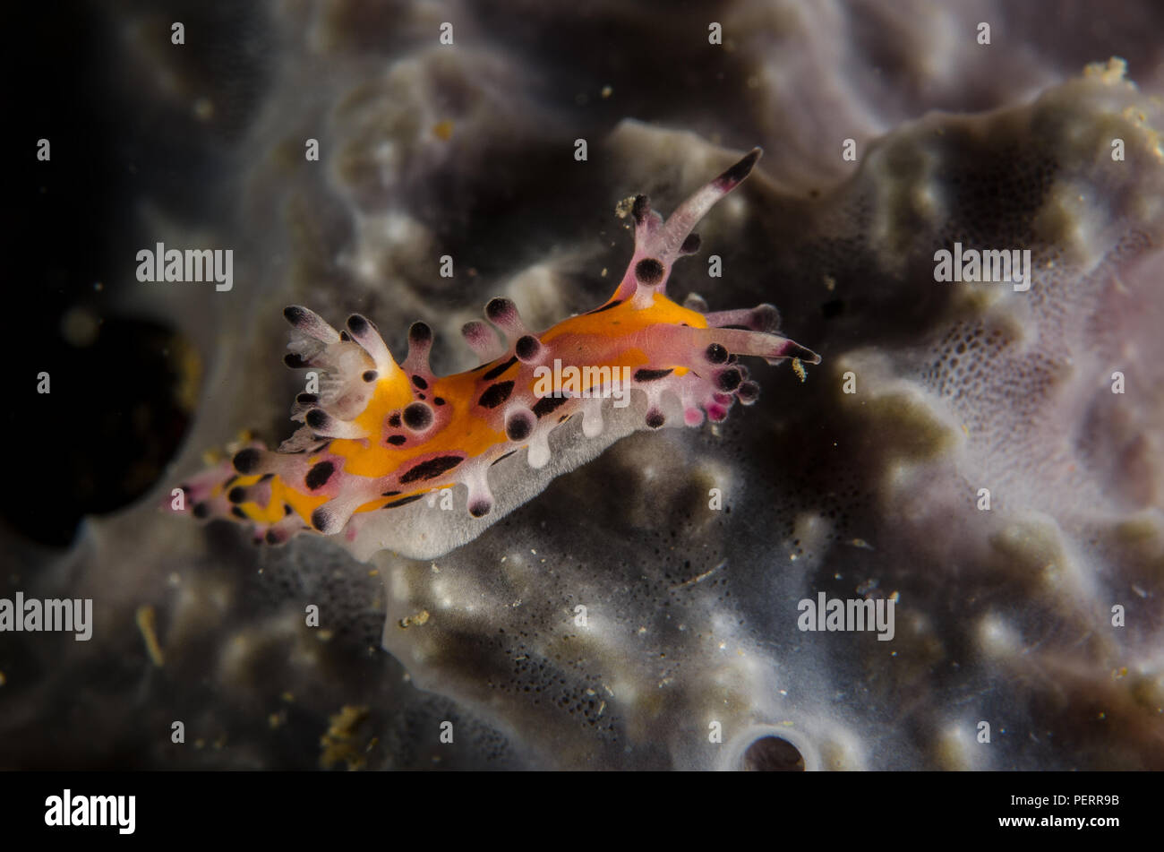 Sea Slug, Aegires villosus, Aegiridae, Anilao, Batangas, Philippines ...