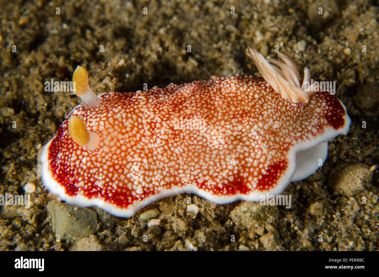 Sea Slug, Goniobranchus tinctorius, Chromodoriidae, Anilao, Batangas ...