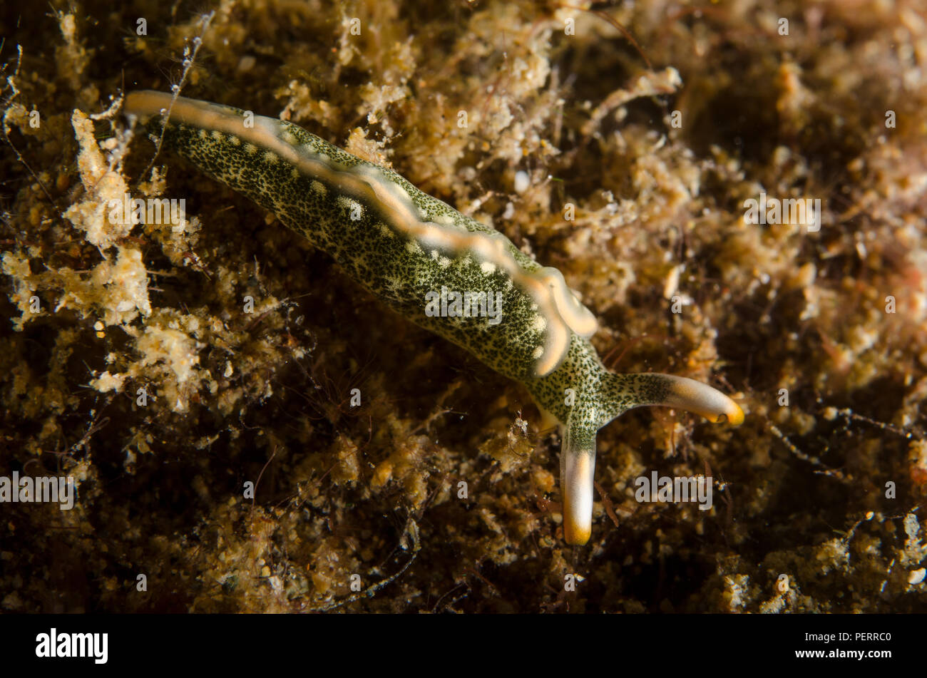 Sea Slug Carlson's thuridilla, Thuridilla carlsoni, Plakobranchidae ...