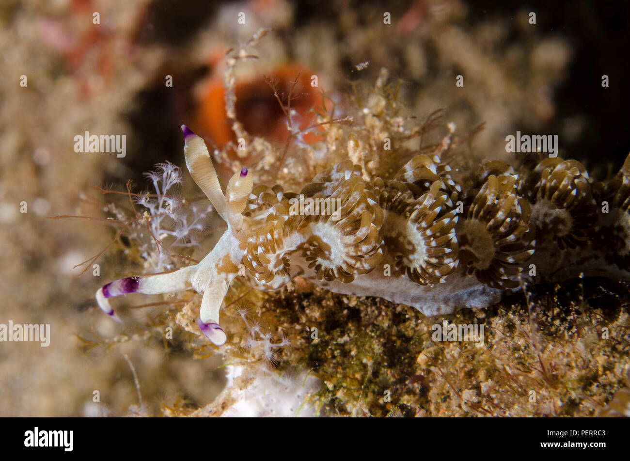 Sea Slug, Pteraeolidia ianthina, Facelinidae, Anilao, Batangas ...