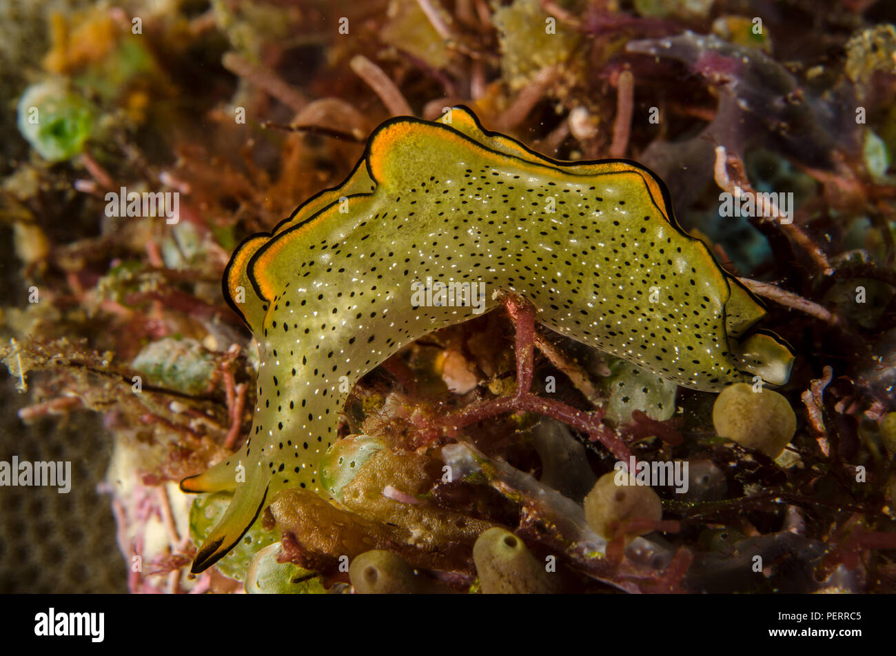 Sea Slug, Elysia ornata, Plakobranchidae, Anilao, Batangas, Philippines ...
