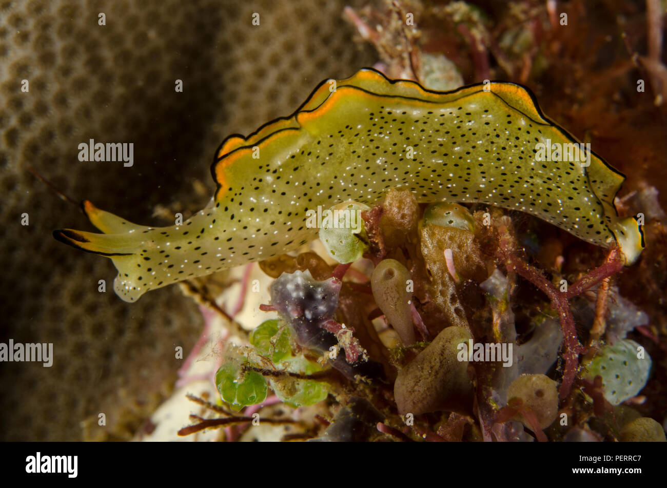 Sea Slug, Elysia ornata, Plakobranchidae, Anilao, Batangas, Philippines ...