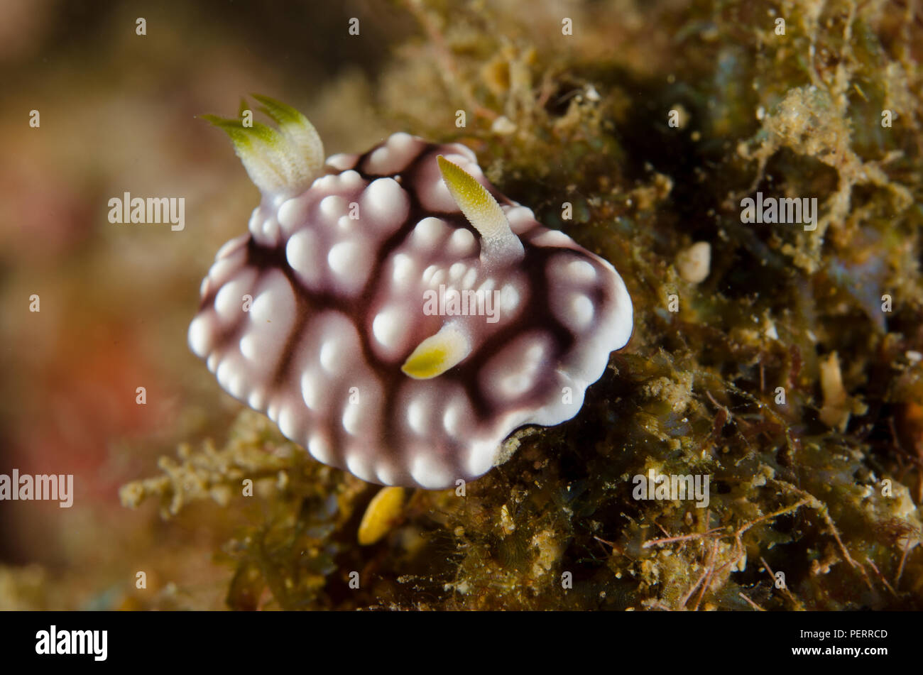 Sea Slug, Goniobranchus geometricus, Chromodoriidae, Anilao ...