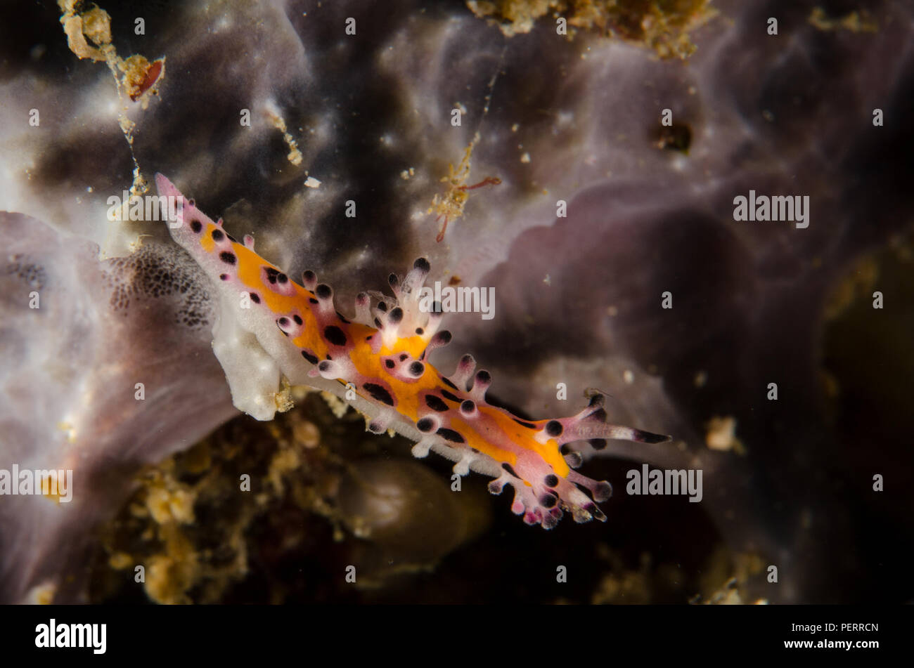 Sea Slug, Aegires villosus, Aegiridae, Anilao,Philippines, Philippine ...