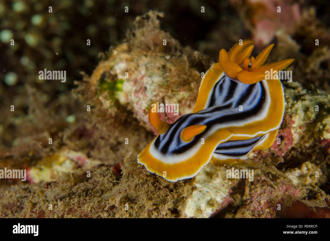 Sea Slug, Chromodoris elisabethina. Chromodorididae, Anilao ...