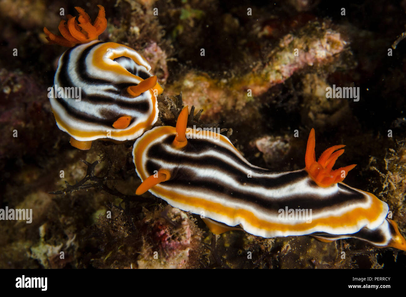 Sea Slug, Chromodoris magnifica, Chromodorididae, Anilao, Batangas ...