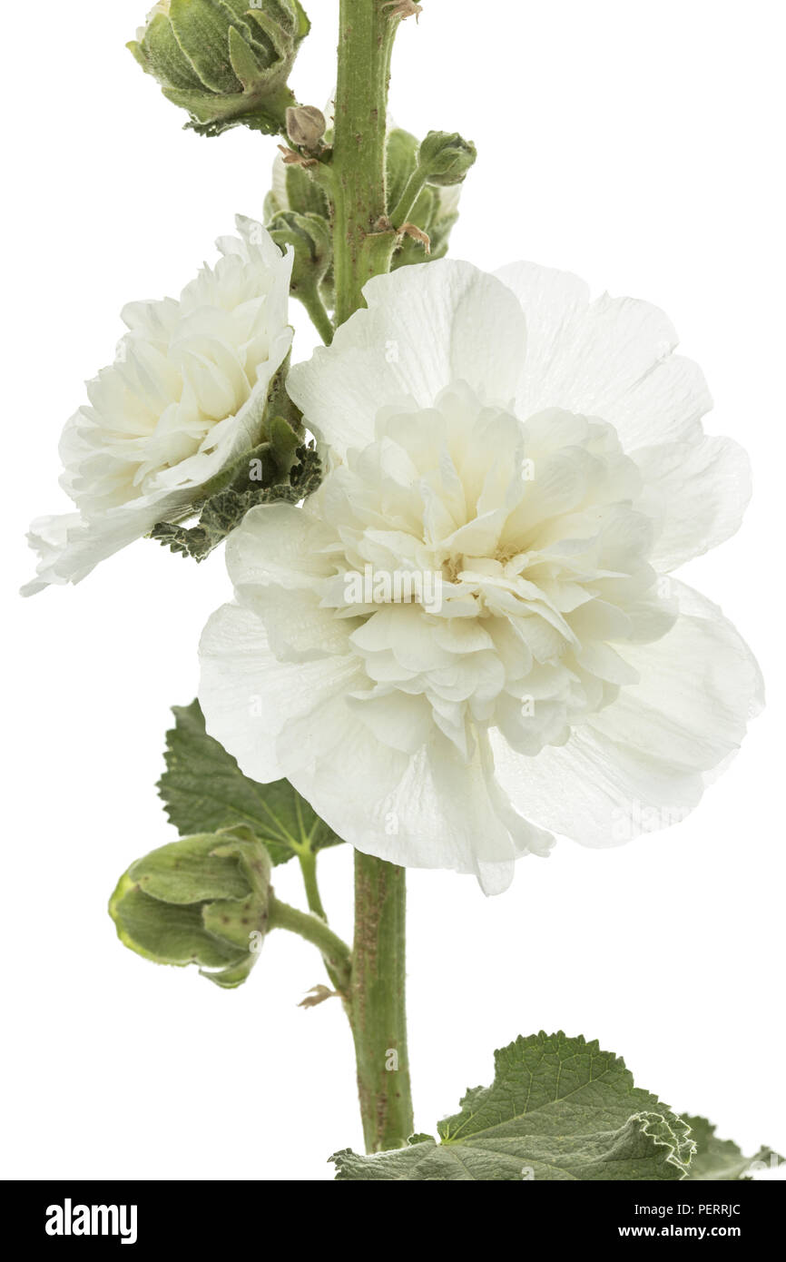 Flower of mallow, isolated on white background Stock Photo - Alamy