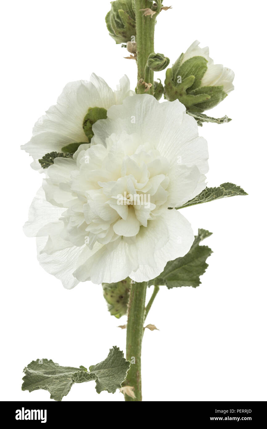 Flower of mallow, isolated on white background Stock Photo - Alamy