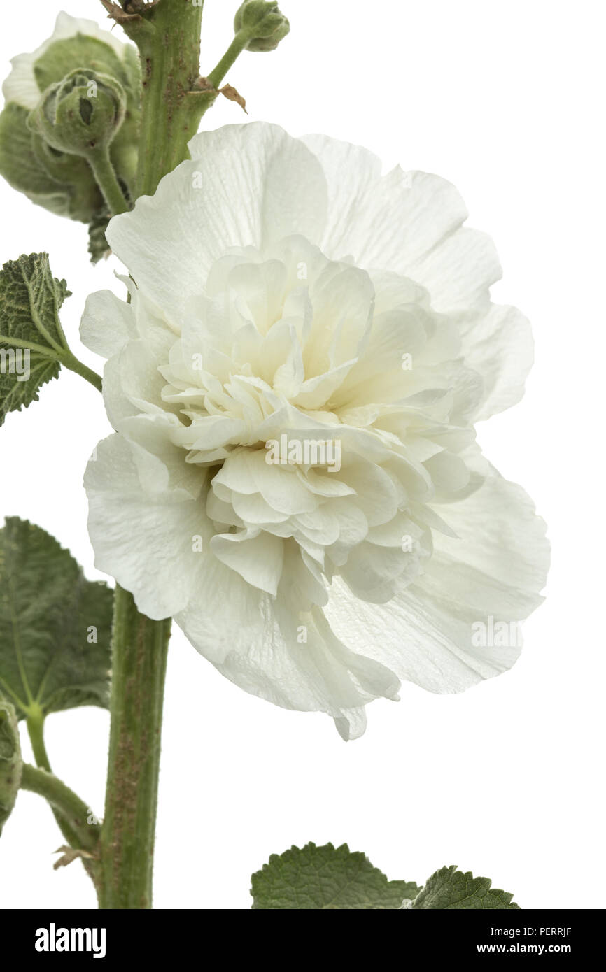 Flower of mallow, isolated on white background Stock Photo - Alamy