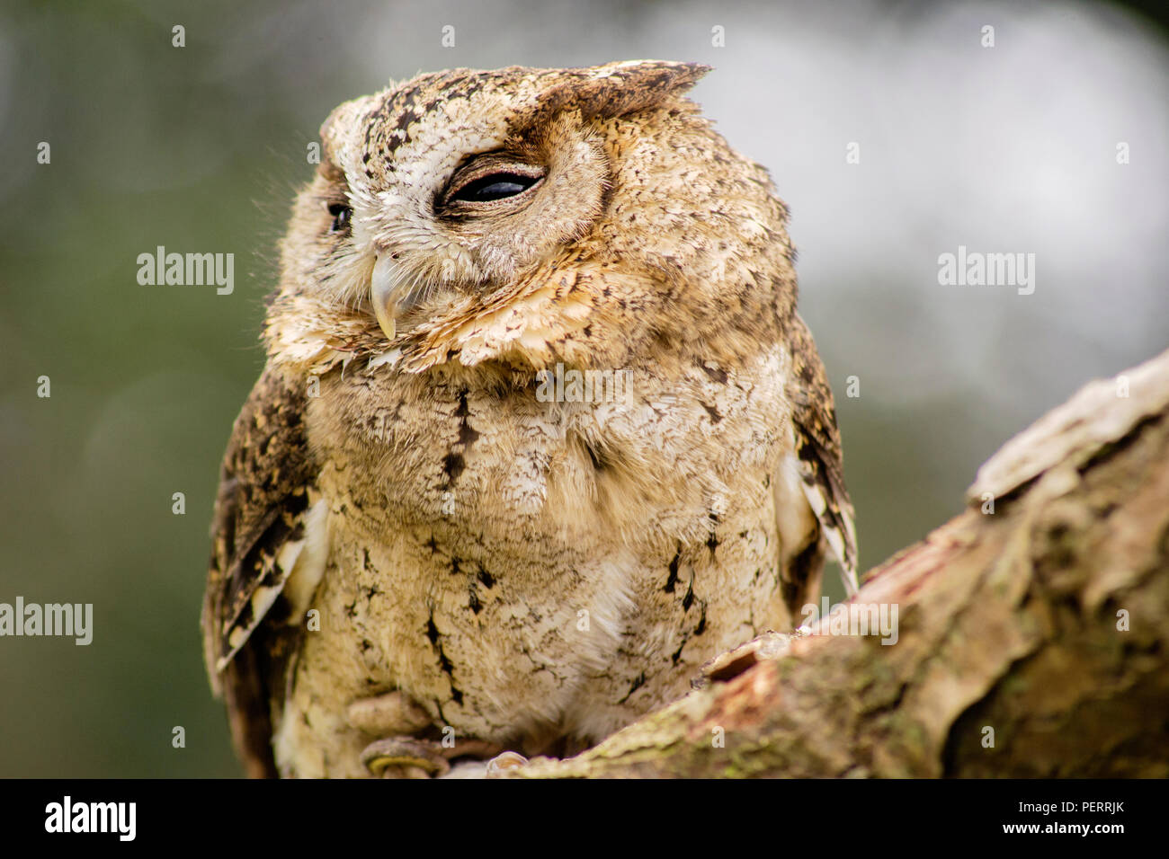 Indian scops owl hi-res stock photography and images - Alamy