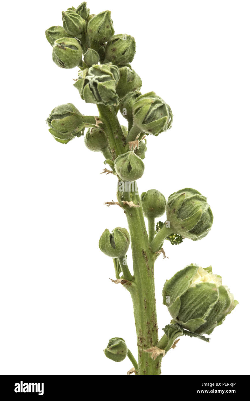 Buds of mallow, isolated on white background Stock Photo - Alamy