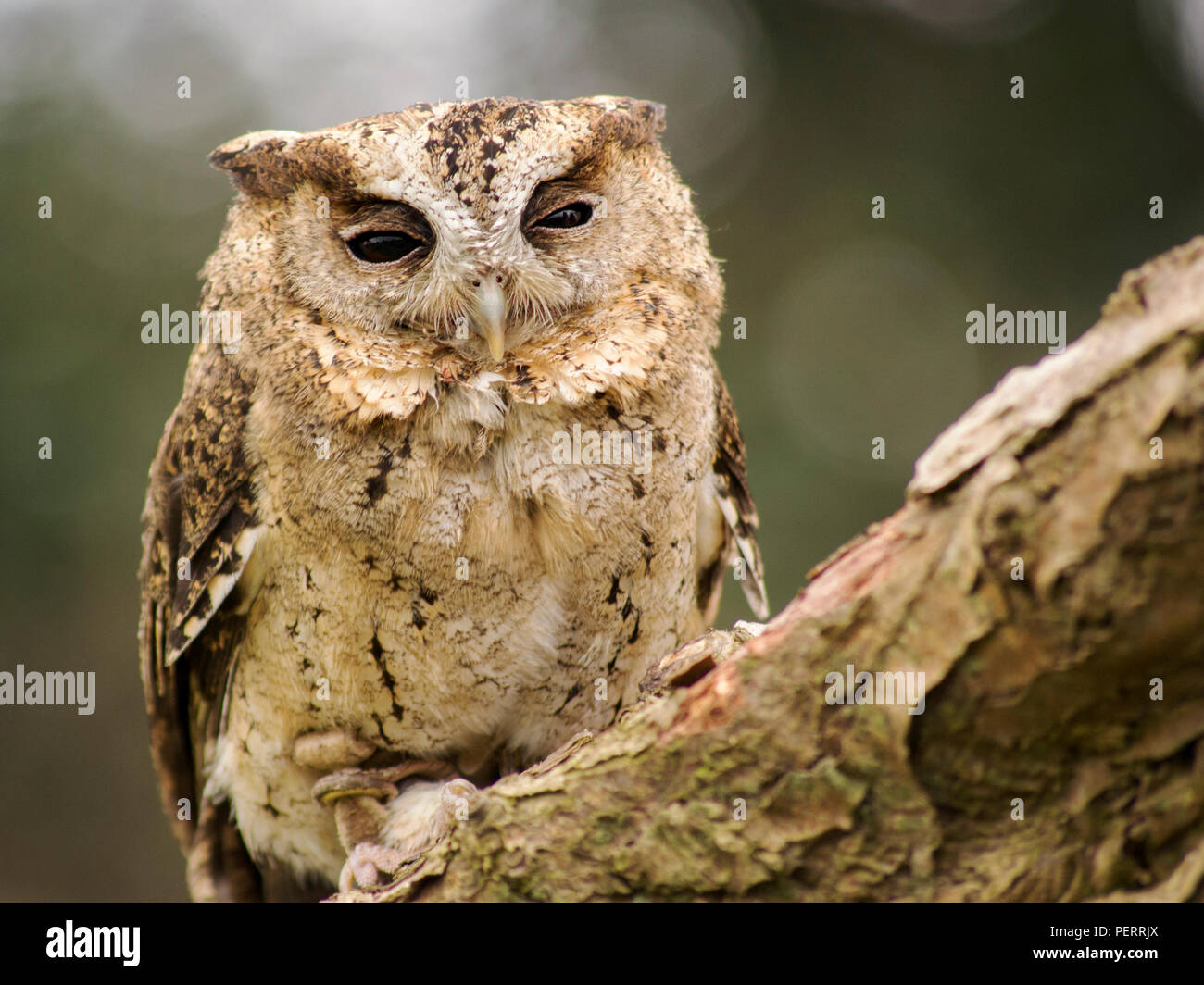 Indian scops owl hi-res stock photography and images - Alamy