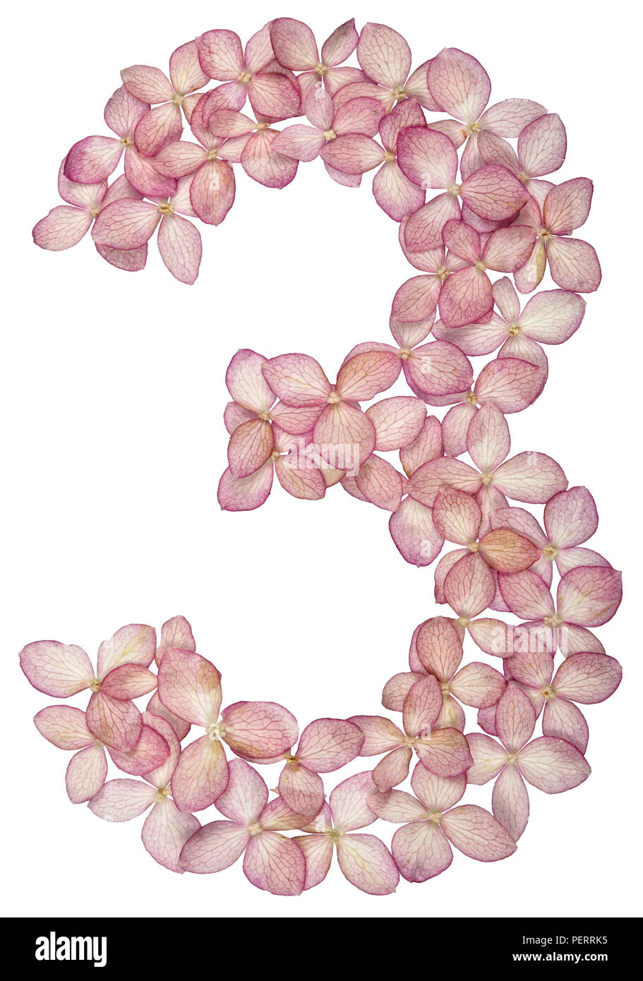 Arabic numeral 3, three, from flowers of hydrangea, isolated on white ...
