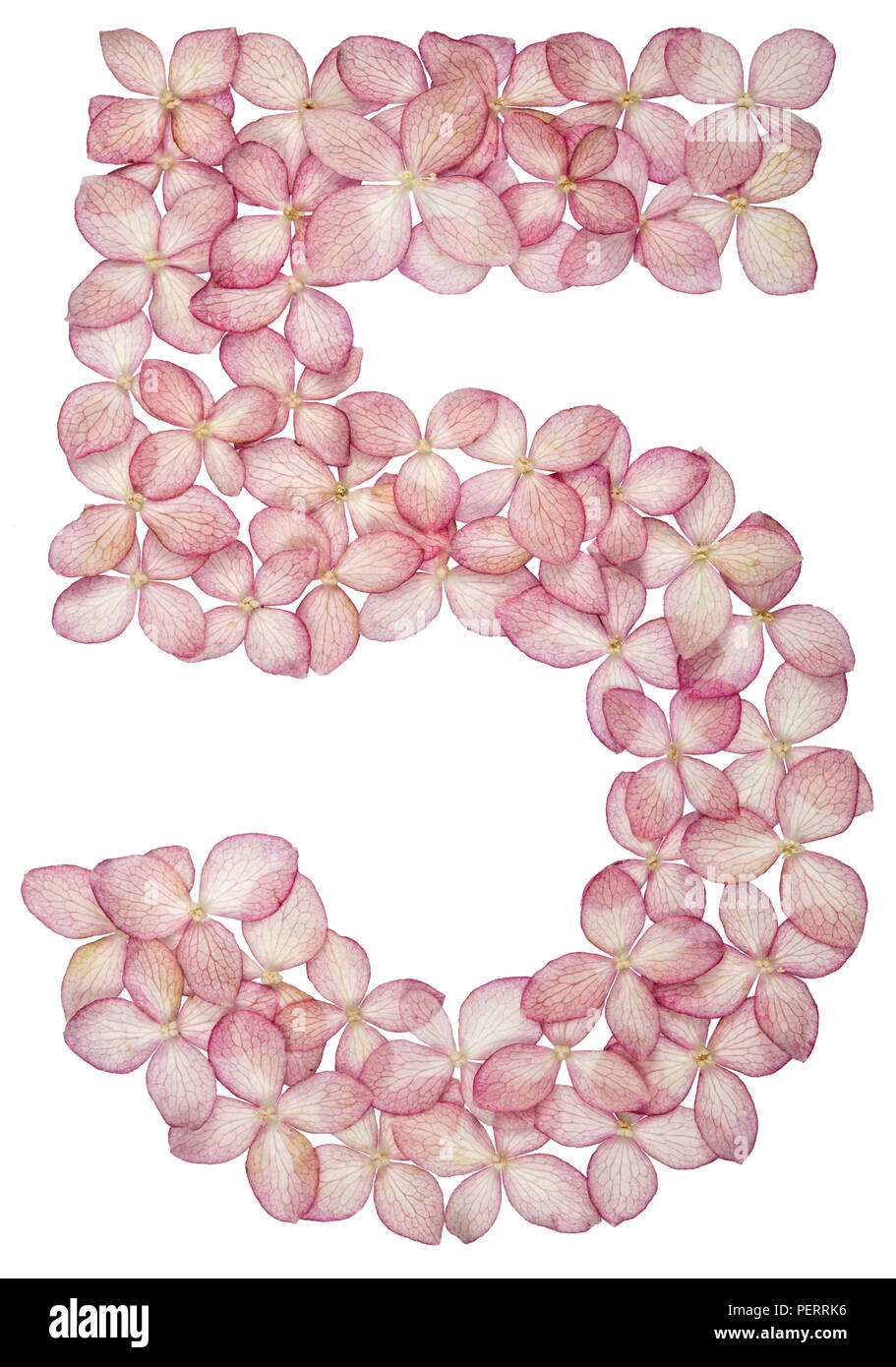 Arabic numeral 5, five, from flowers of hydrangea, isolated on white ...